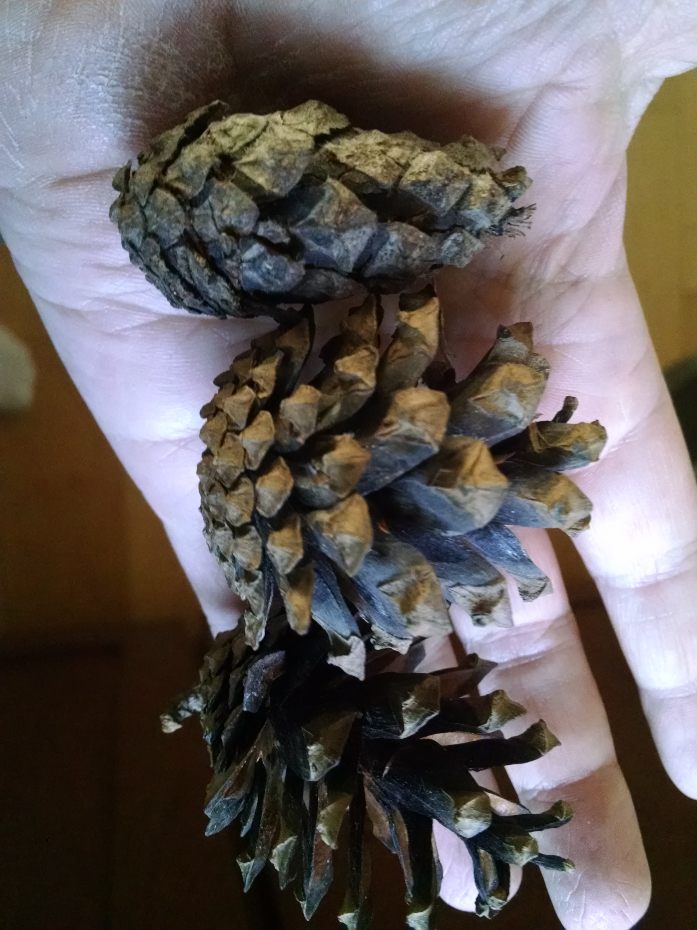 Pine Cone Experiment – Inventors of Tomorrow