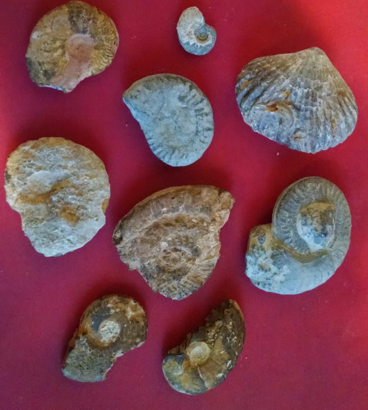 Fossil Kit – Inventors of Tomorrow