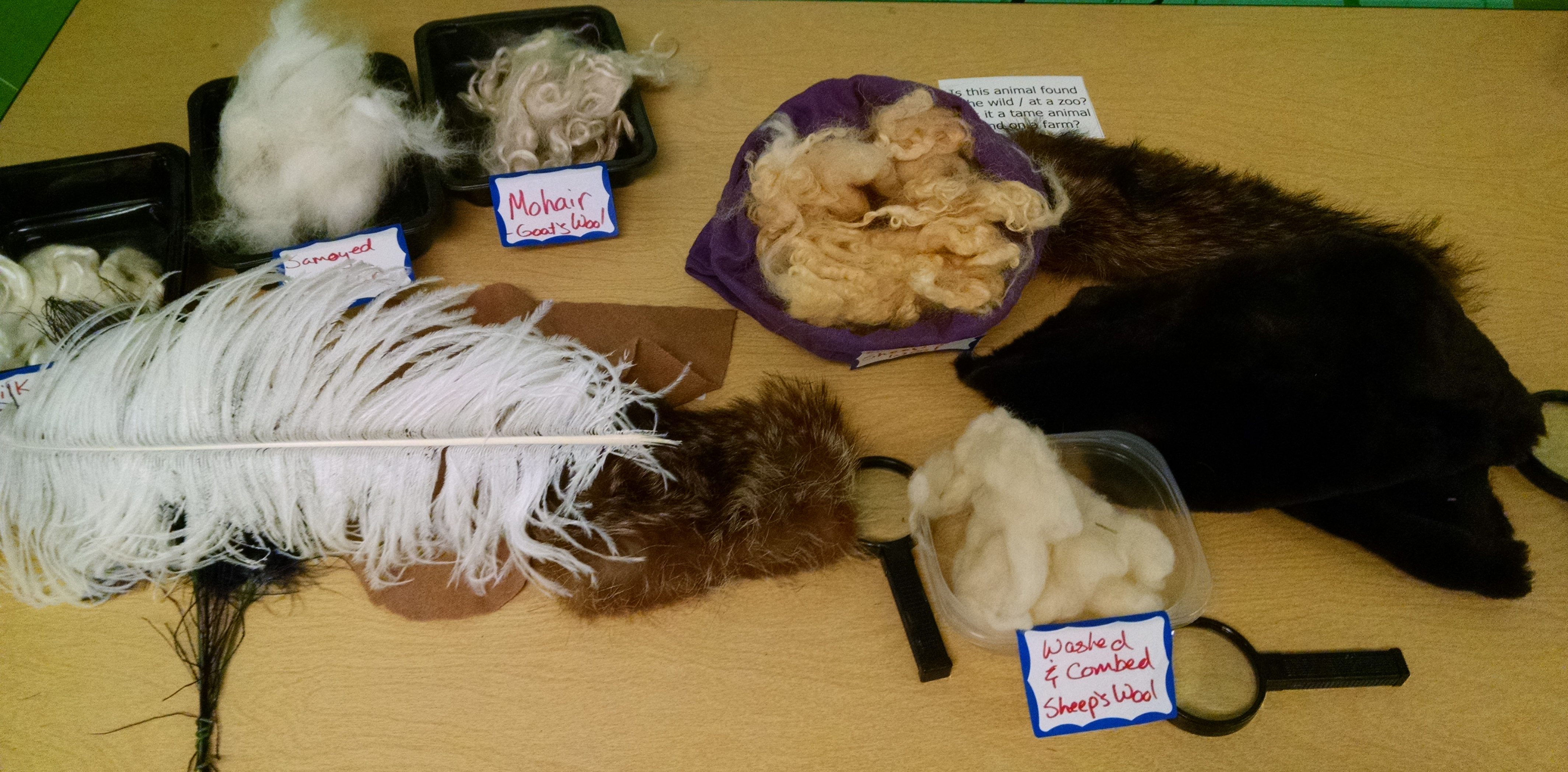 Animal Classification – Inventors of Tomorrow