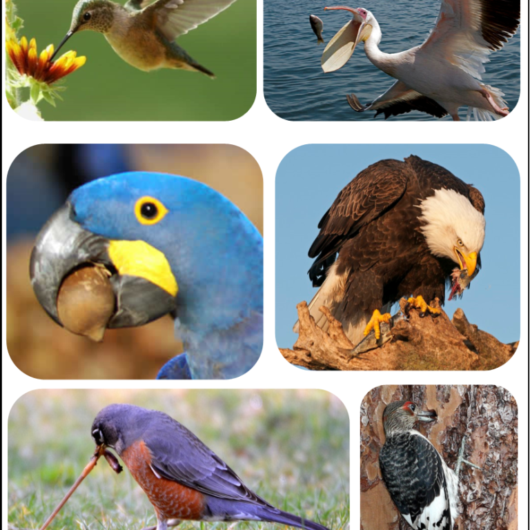 The Bird Beak Challenge – Inventors of Tomorrow