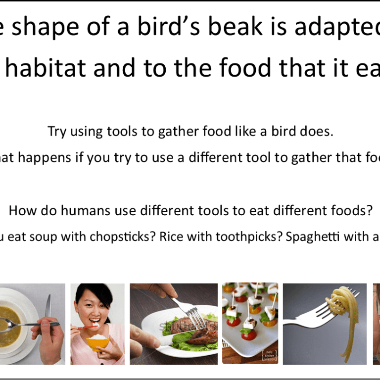 The Bird Beak Challenge – Inventors of Tomorrow