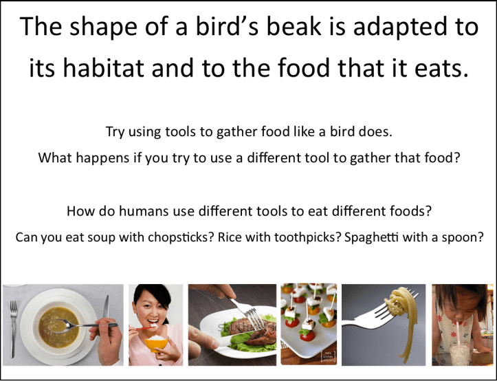 The Bird Beak Challenge – Inventors of Tomorrow